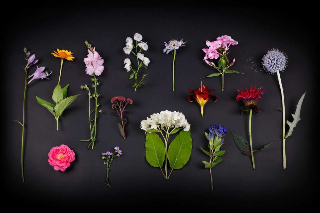 Jardins de Métis - Reford Gardens