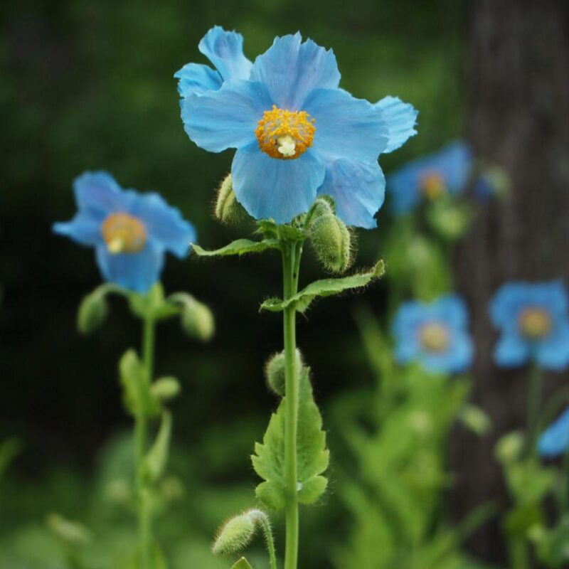 Jardins de Métis - Reford Gardens